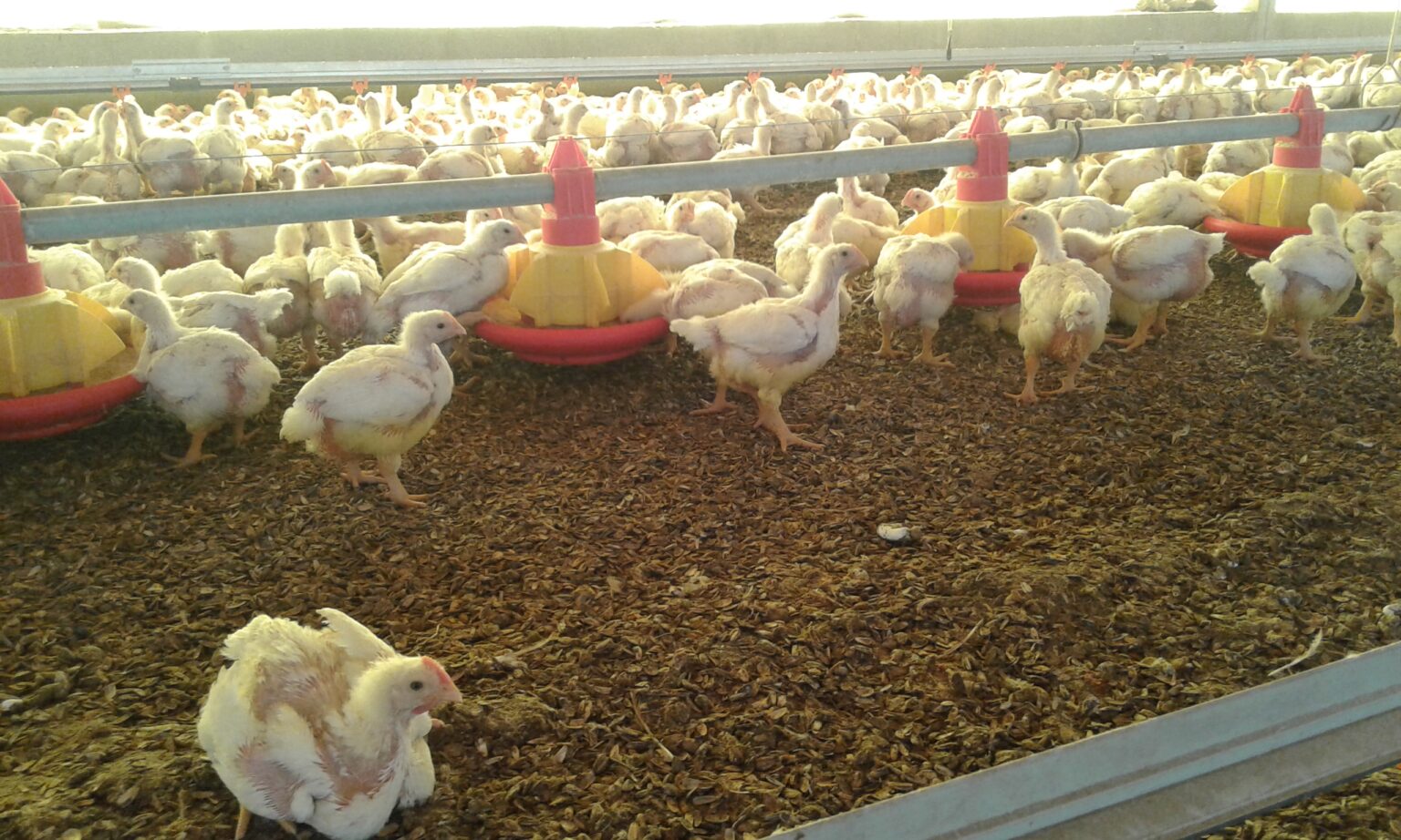 POLLO PARRILLERO. Evolución, producción y alimentación. - Vetifarma